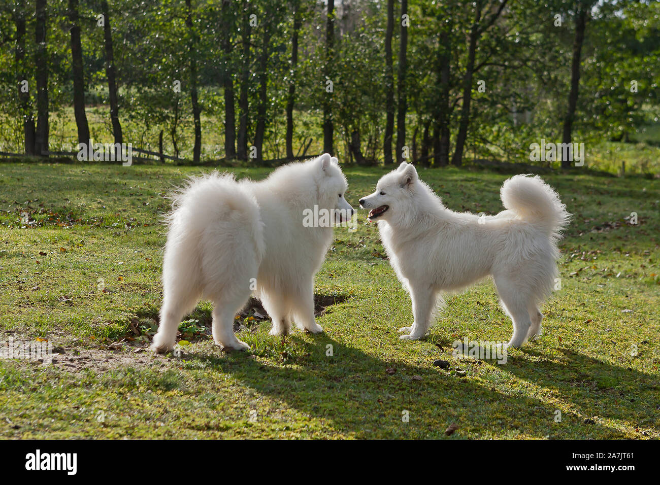 Wet samoyed hi-res stock photography and images - Alamy