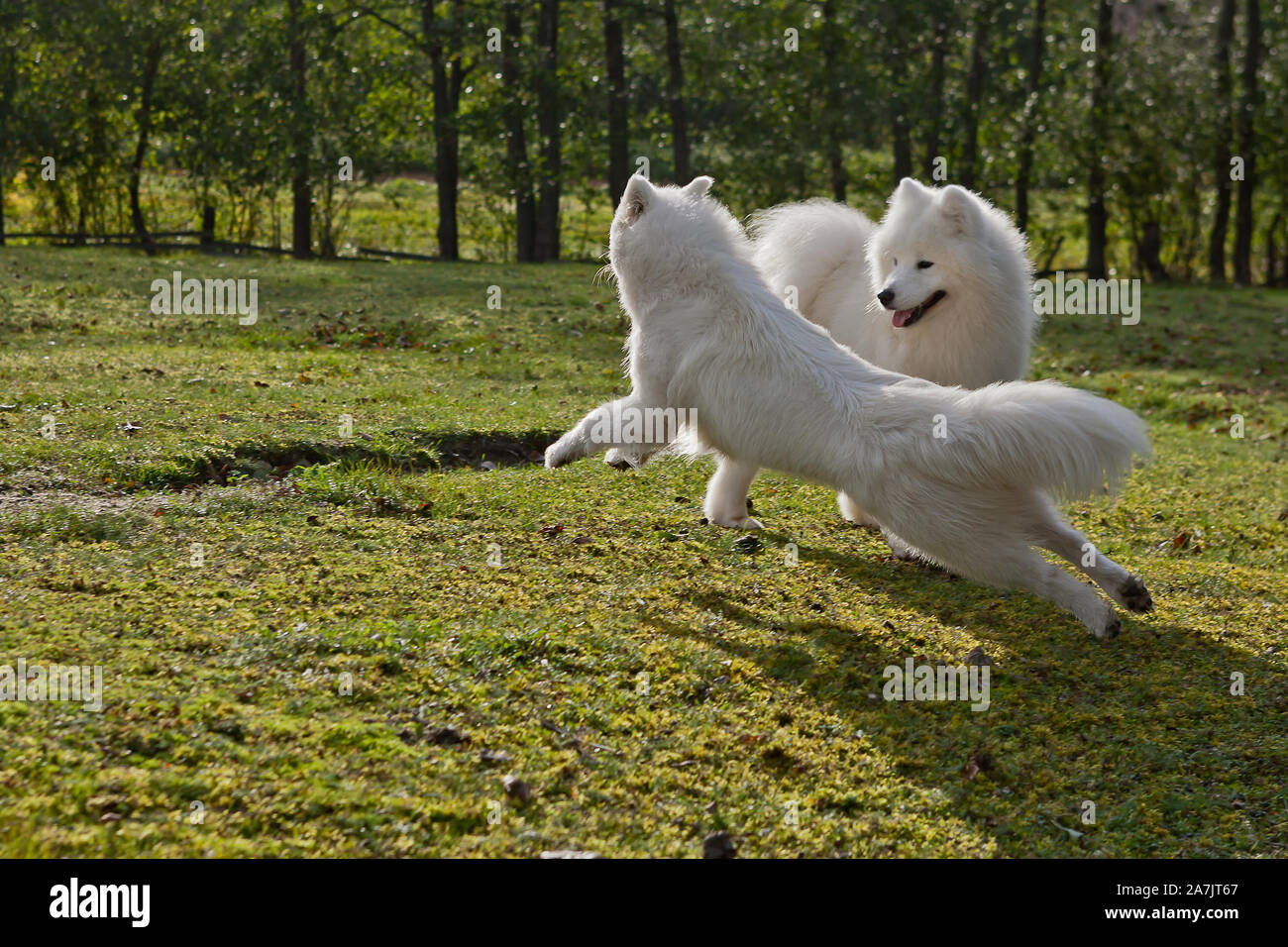 Wet samoyed hi-res stock photography and images - Alamy