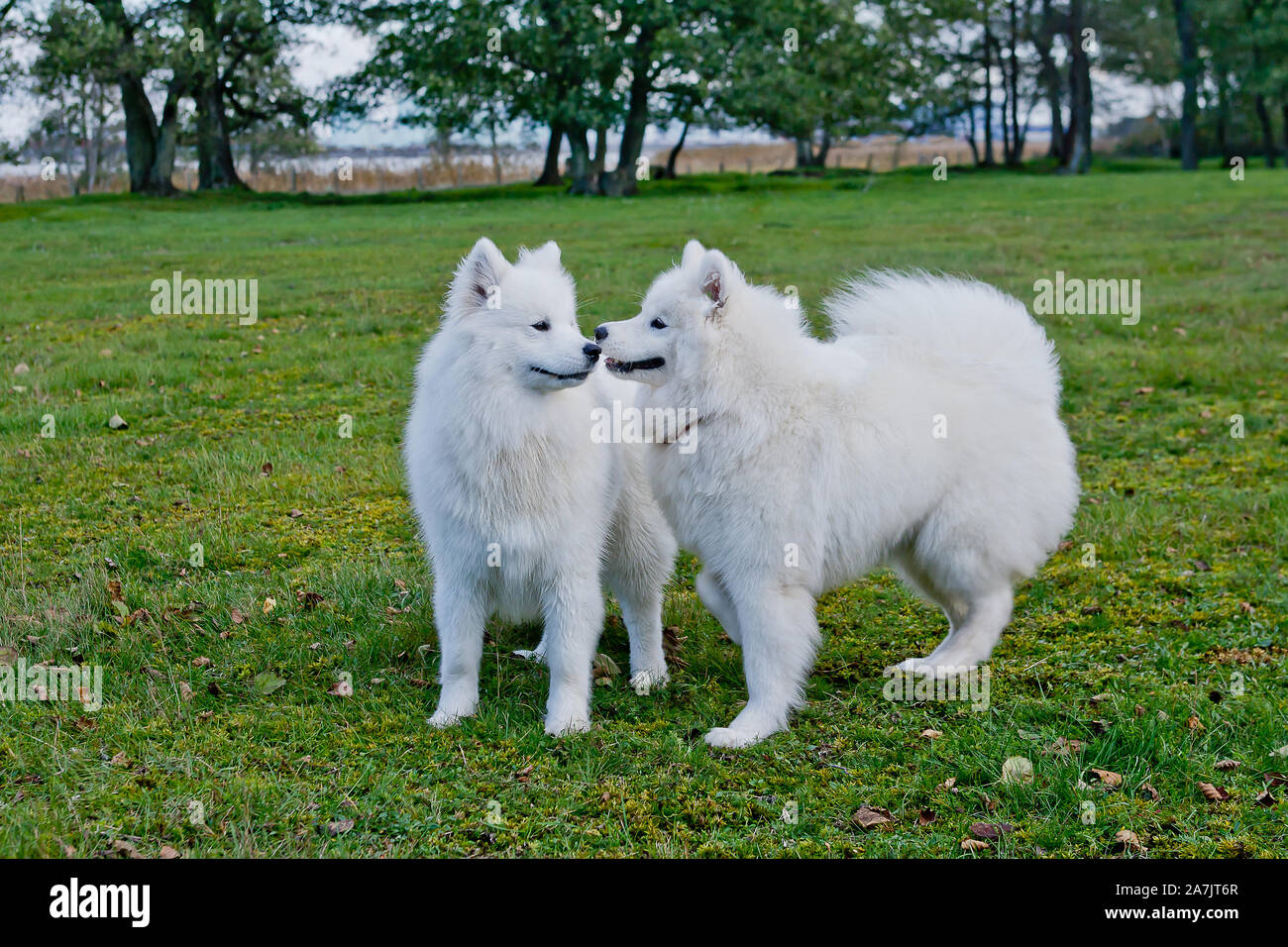 Samoyed running in a grass field. Dog walking and playing in park ...