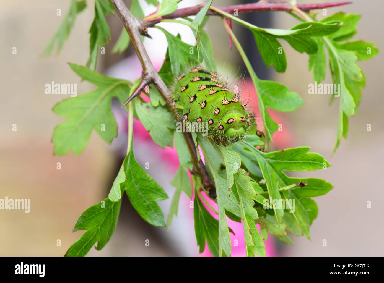 Emperor moth caterpillar heather hi-res stock photography and images ...