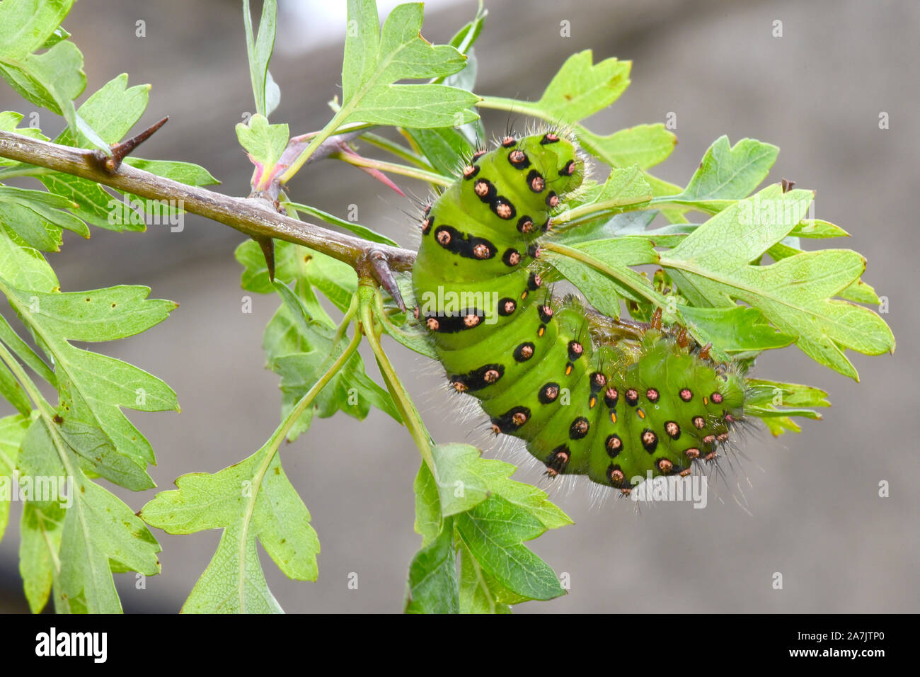 Emperor moth caterpillar heather hi-res stock photography and images ...