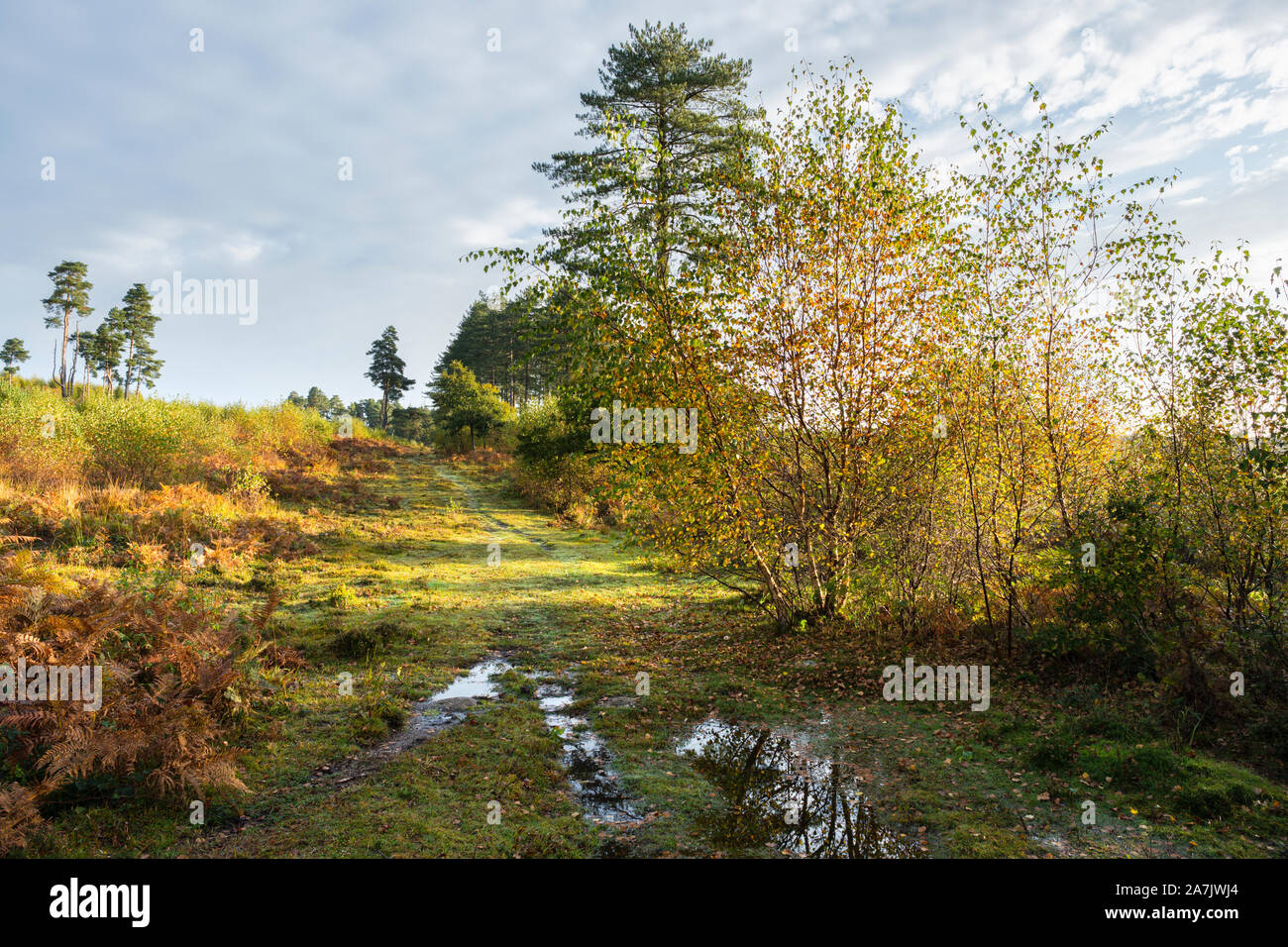 Cleddon nature reserve hi-res stock photography and images - Alamy