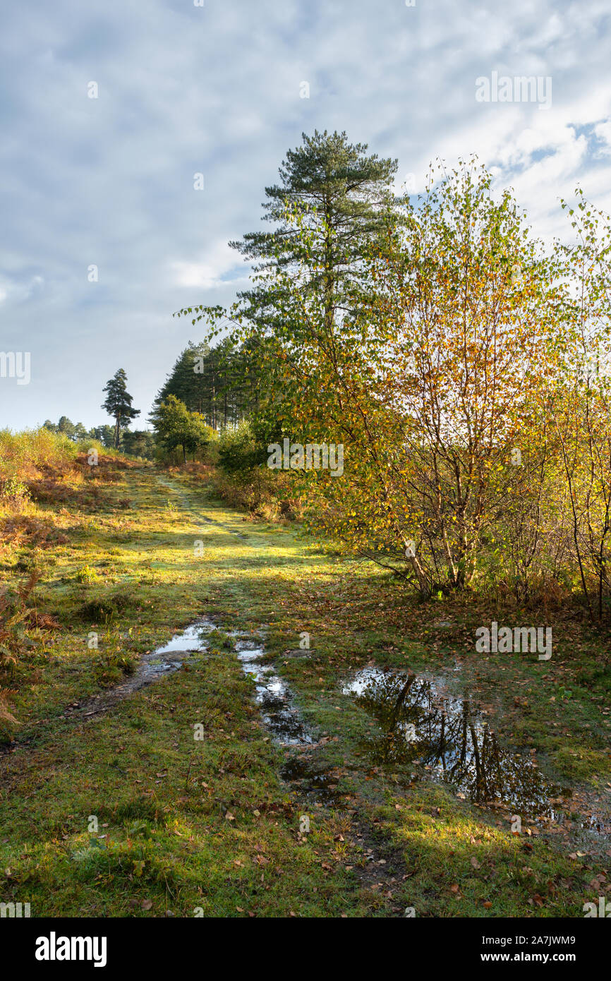 Cleddon nature reserve hi-res stock photography and images - Alamy