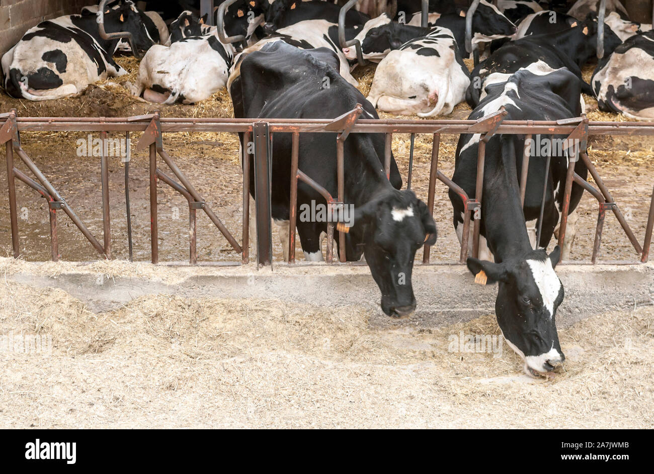 Meat industry cattle enclosure hi-res stock photography and images - Alamy