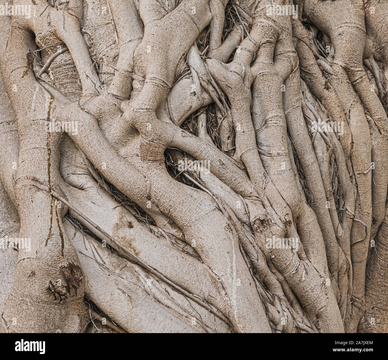 Trunk fig tree showing hi-res stock photography and images - Alamy