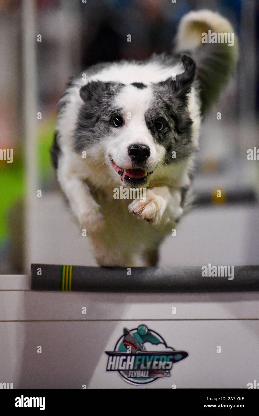 Dogs tackle the fly-ball course at the National Pet Show at the NEC ...