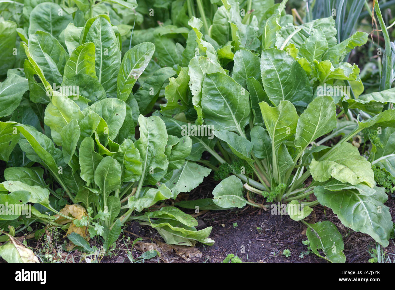 Spinach plants hi-res stock photography and images - Alamy