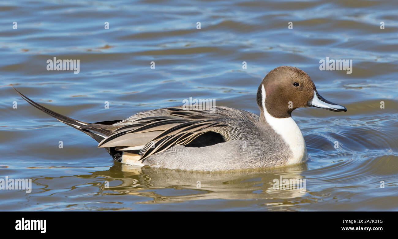 Drake pintail uk hi-res stock photography and images - Alamy
