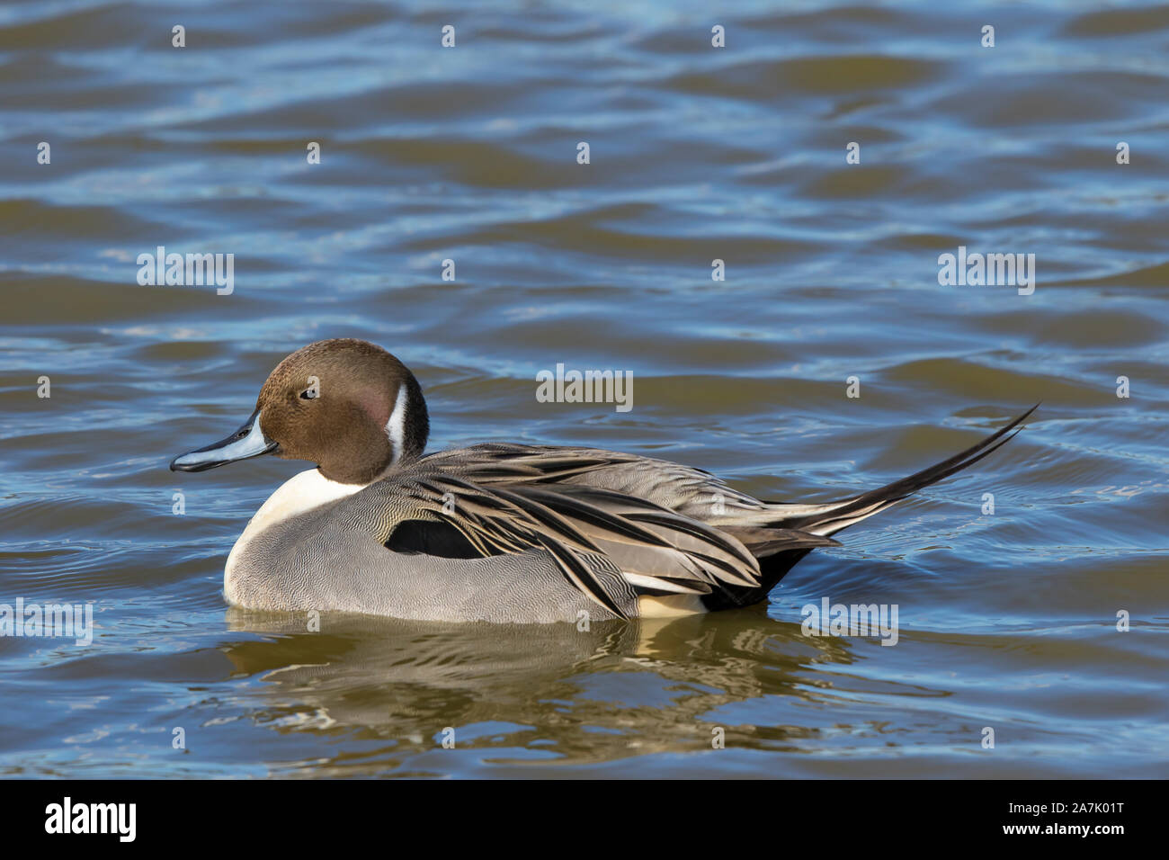 Side close up of wild, UK Northern Pintail drake (Anas acuta) isolated outdoors in water ...
