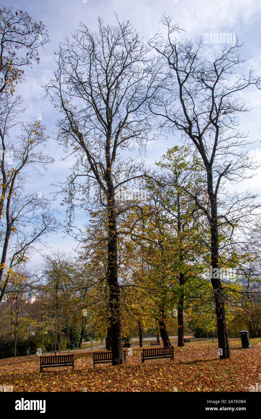 Three trees and three benches Stock Photo - Alamy