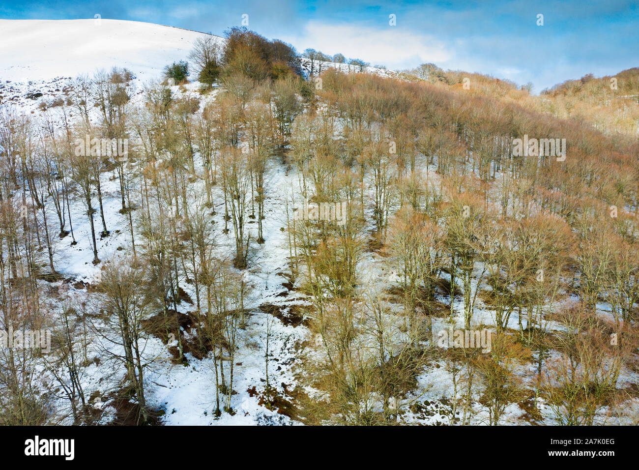 Beech forest in winter Stock Photo - Alamy