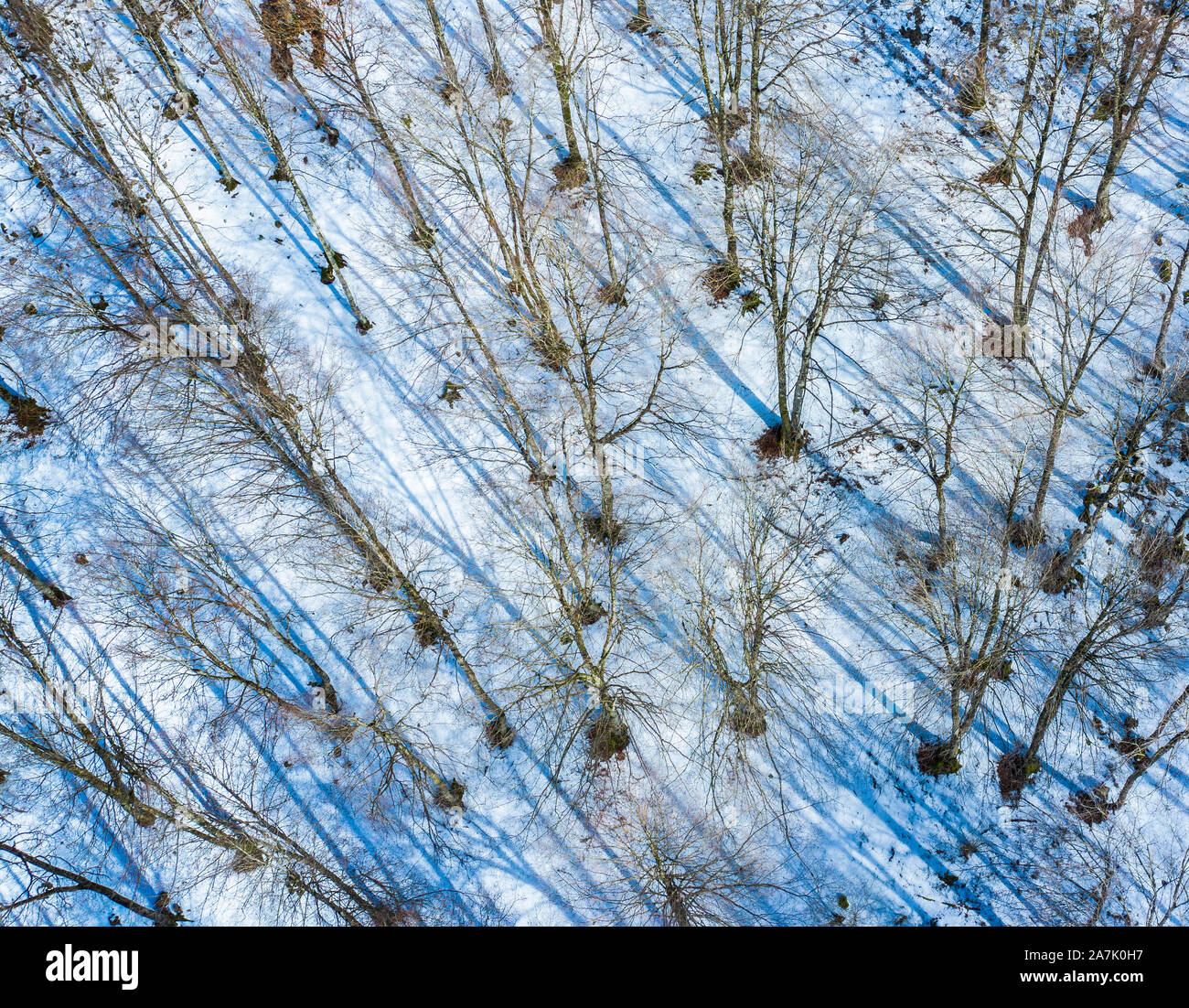 Beechwood covered with snow hi-res stock photography and images - Alamy