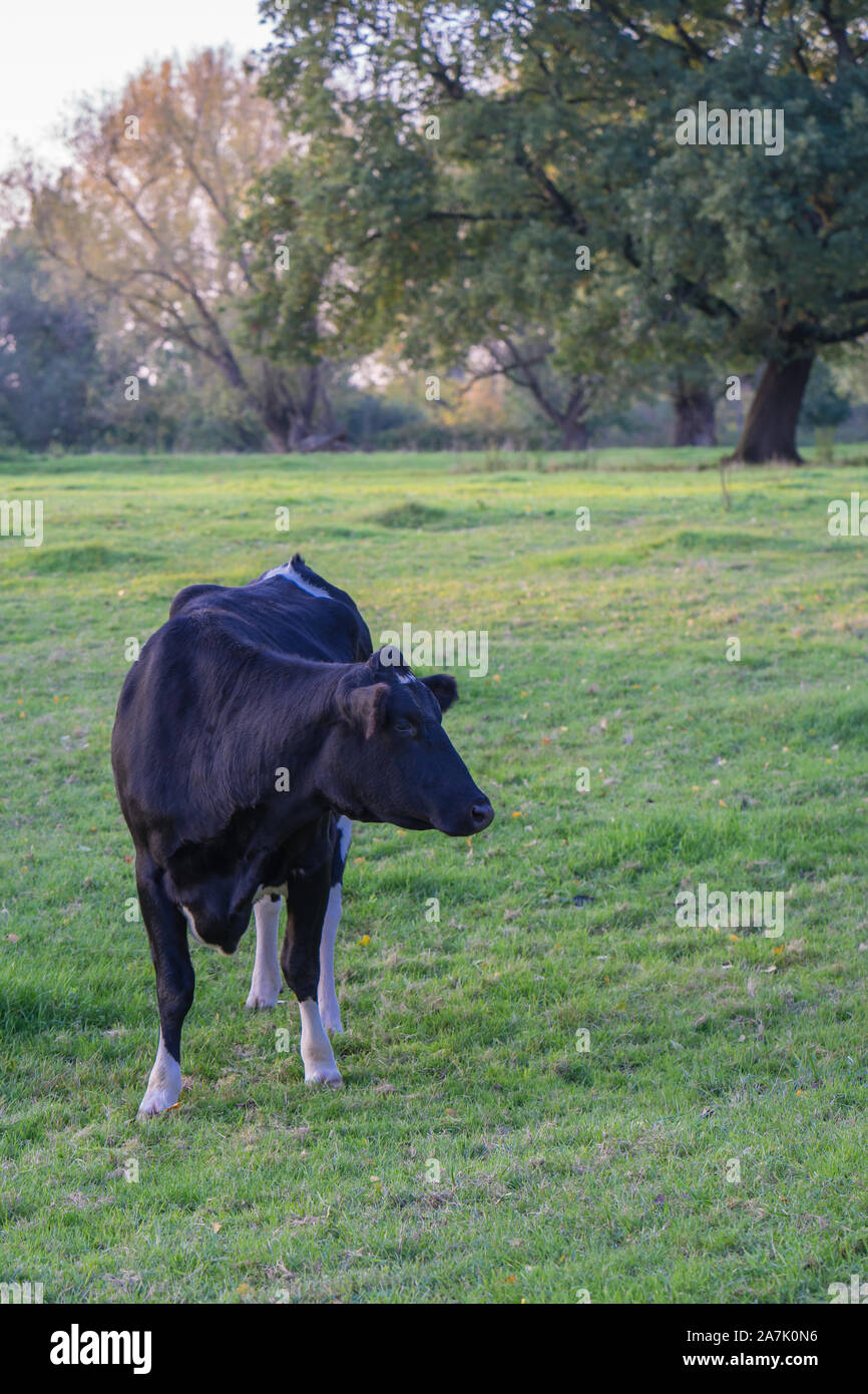 Evening scene people cattle hi-res stock photography and images - Alamy