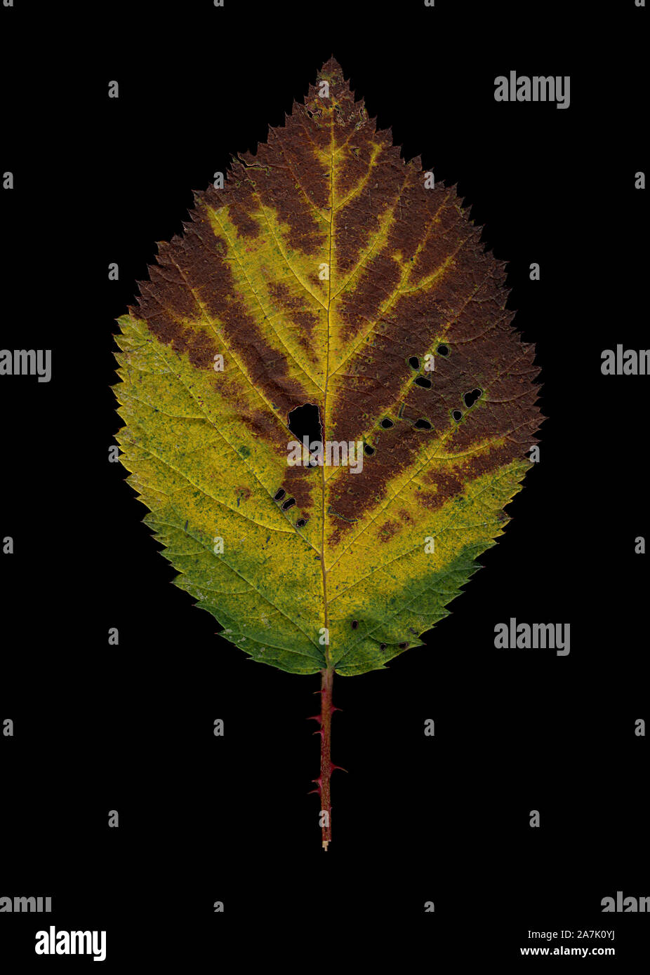 Dead Bramble Leaf High Resolution Stock Photography and Images - Alamy