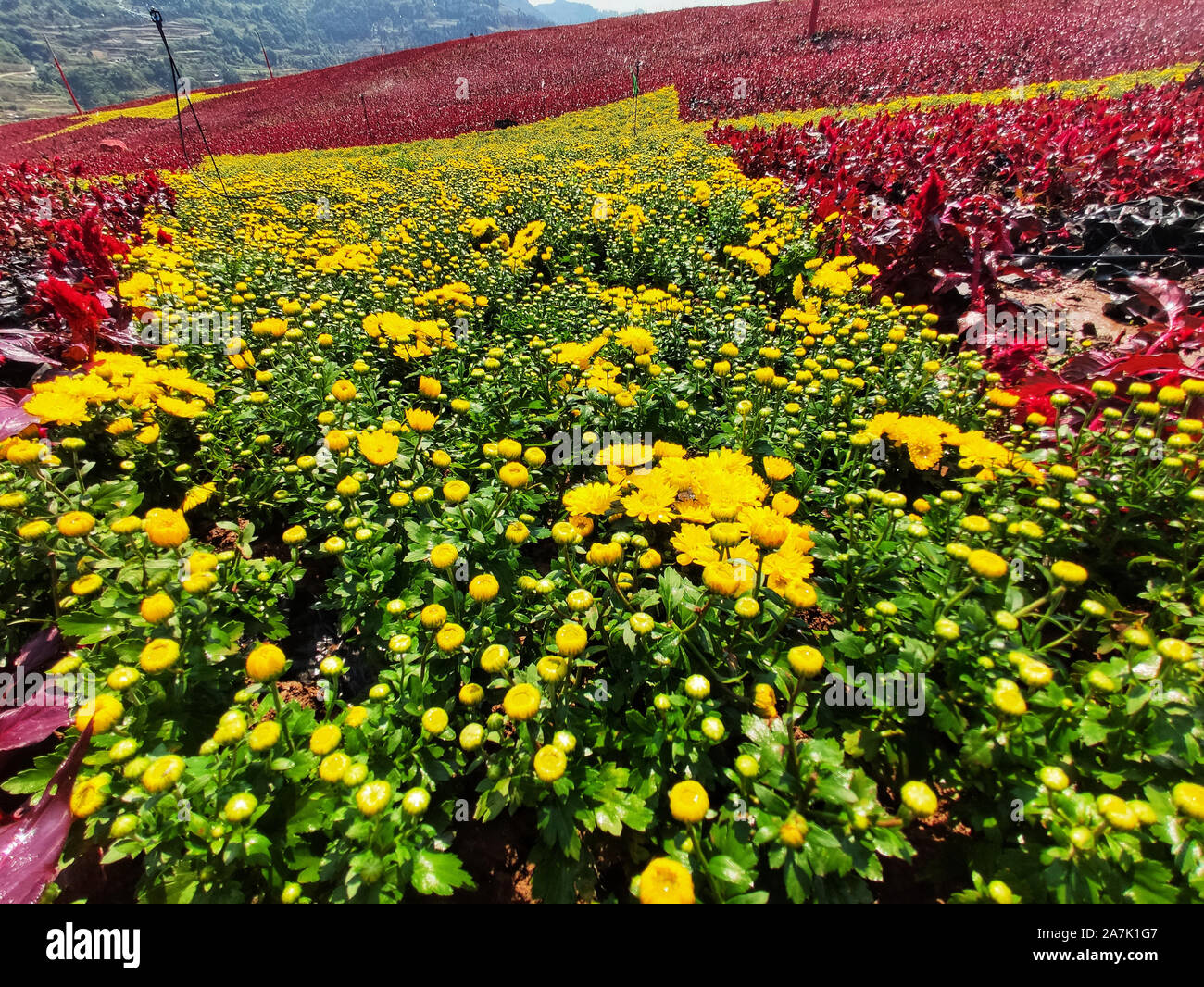 Chen jintang hi-res stock photography and images - Alamy