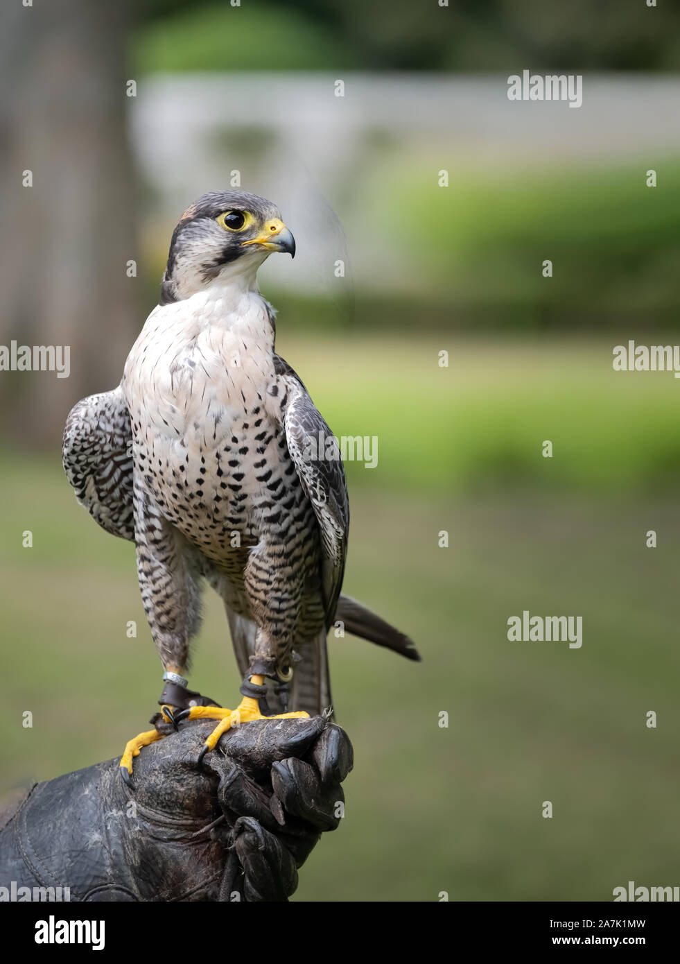 Closeup of a peregrine falcon (Falco peregrinus), a widespread bird of ...