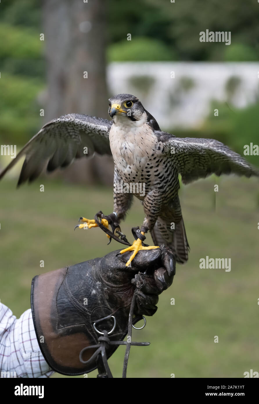 Closeup of a peregrine falcon (Falco peregrinus), a widespread bird of ...