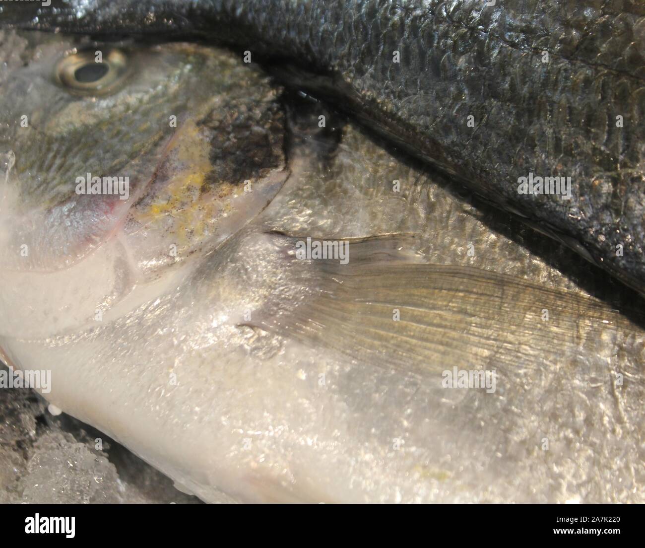 Fresh Italian sea fish with ice background image Stock Photo - Alamy