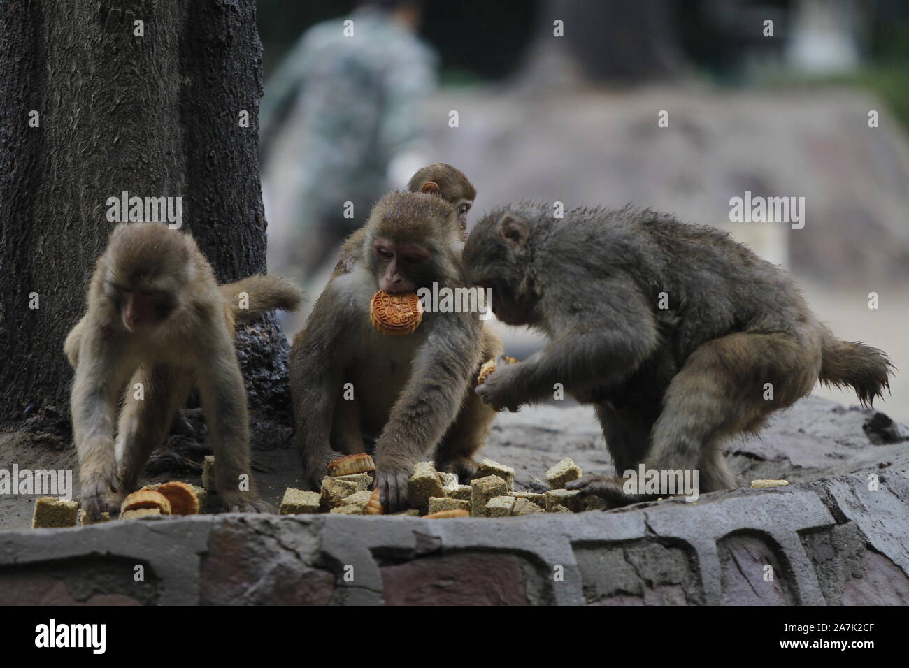 What monkeys eat hi-res stock photography and images - Alamy
