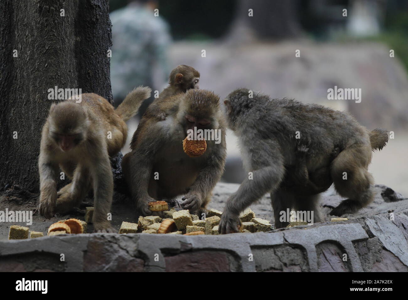 What monkeys eat hi-res stock photography and images - Alamy
