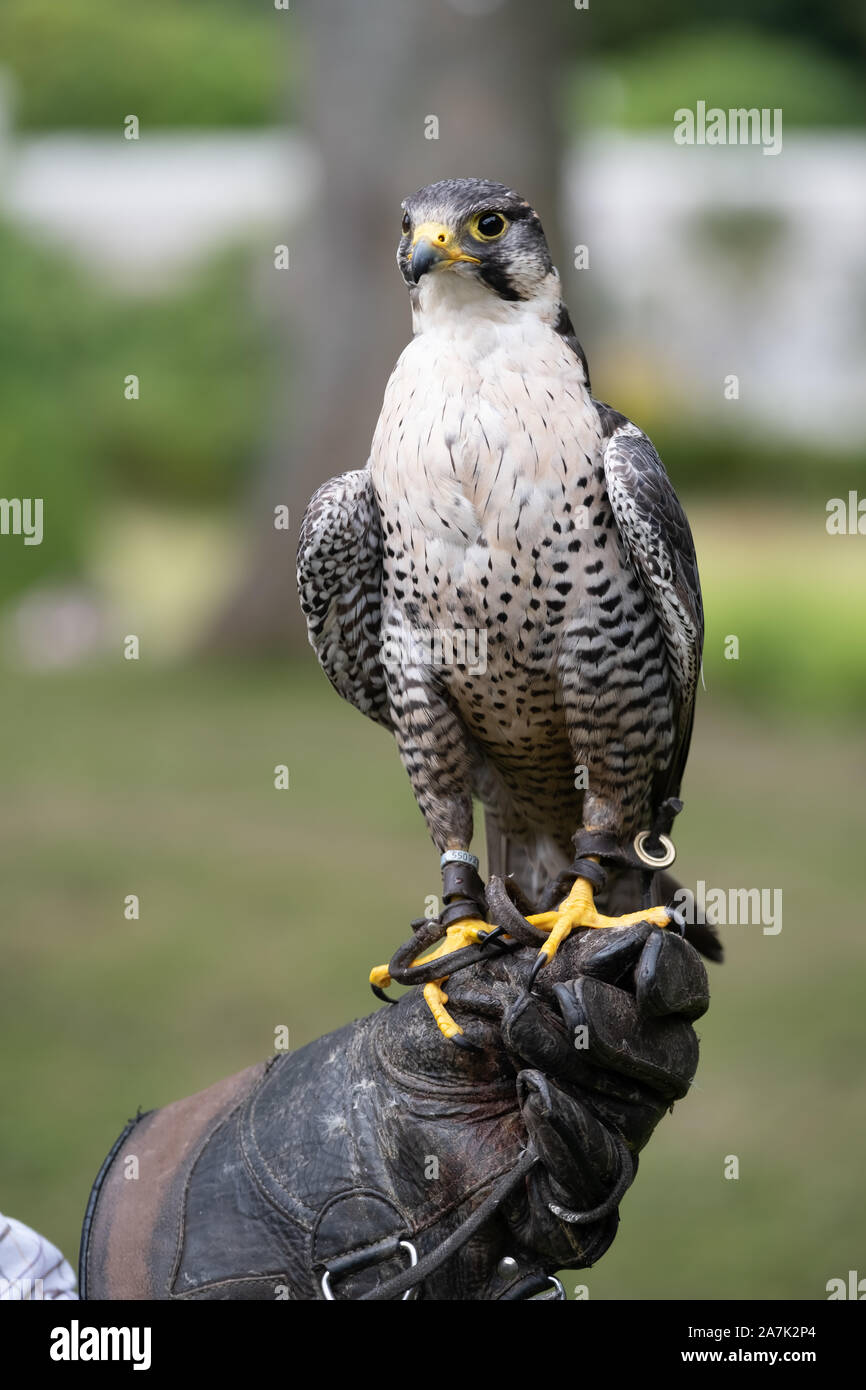 Closeup of a peregrine falcon (Falco peregrinus), a widespread bird of ...