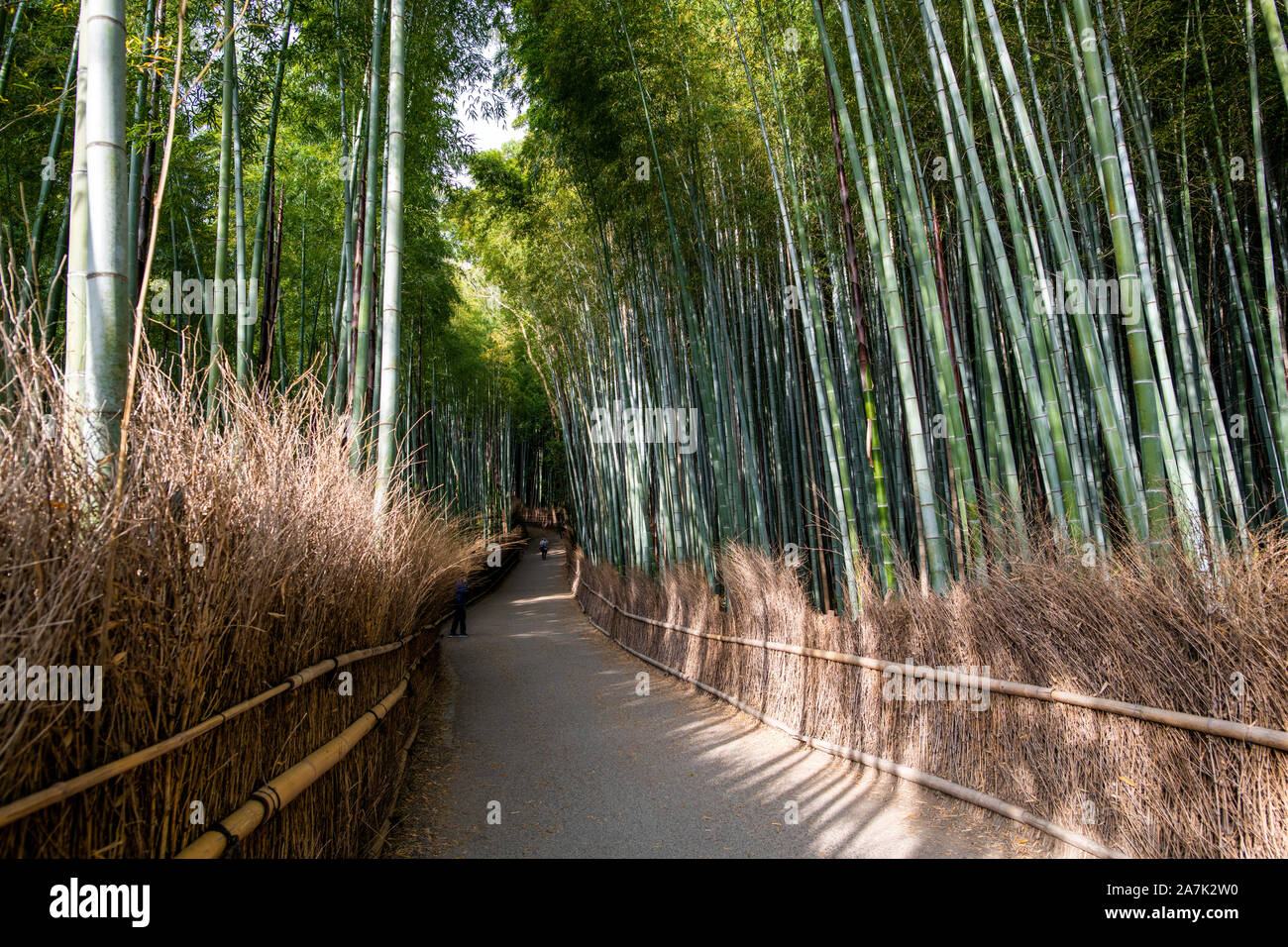 Pathway through Arashiyama Bamboo Grove, the bamboo forest in Kyoto ...