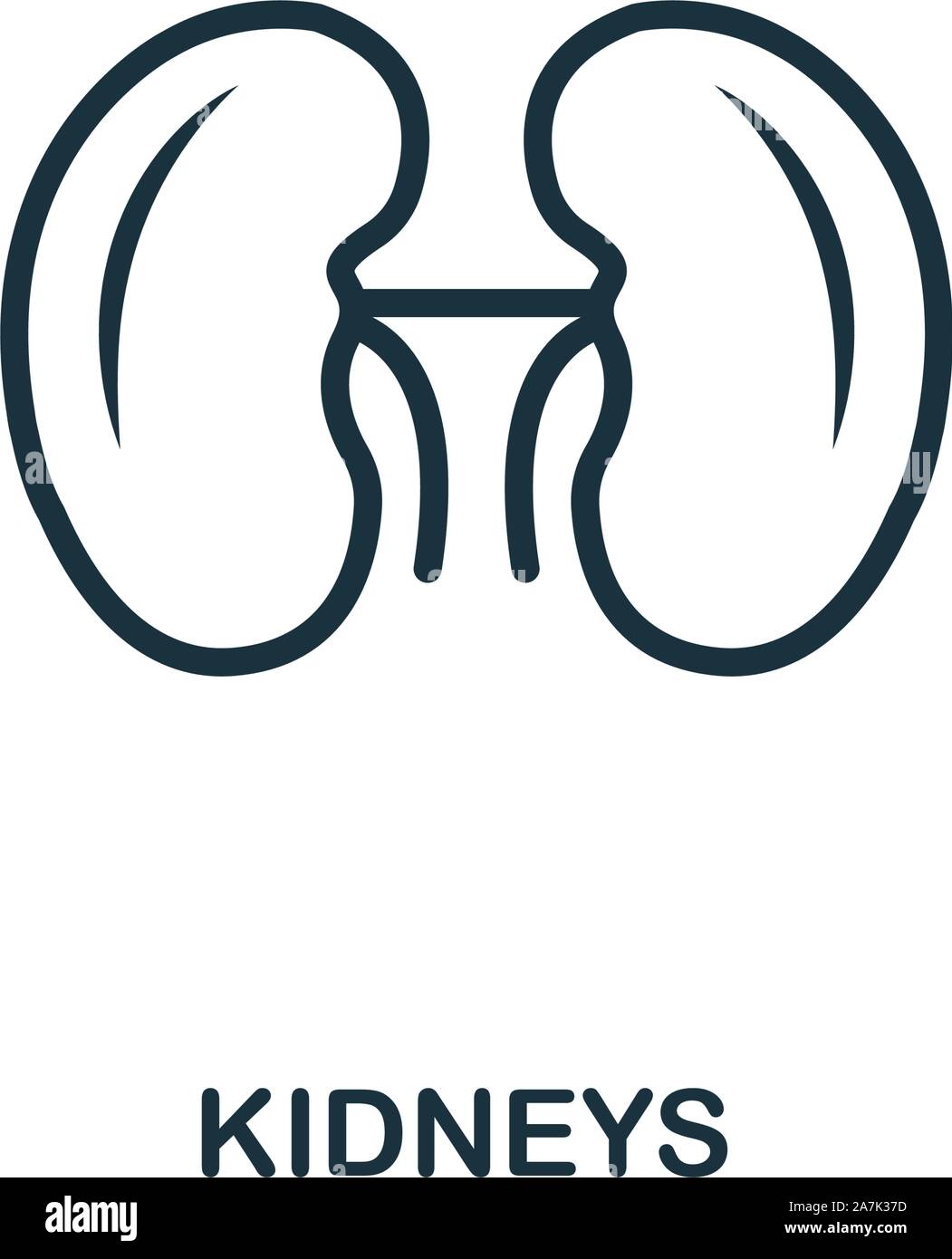 Kidneys outline hi-res stock photography and images - Alamy