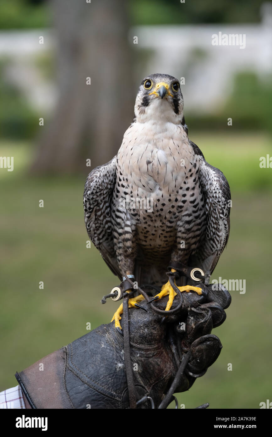 Closeup of a peregrine falcon (Falco peregrinus), a widespread bird of ...