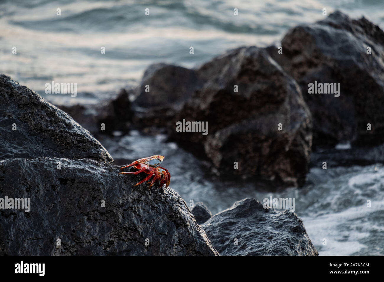 Red galapagos crab in splashing water Stock Photo - Alamy