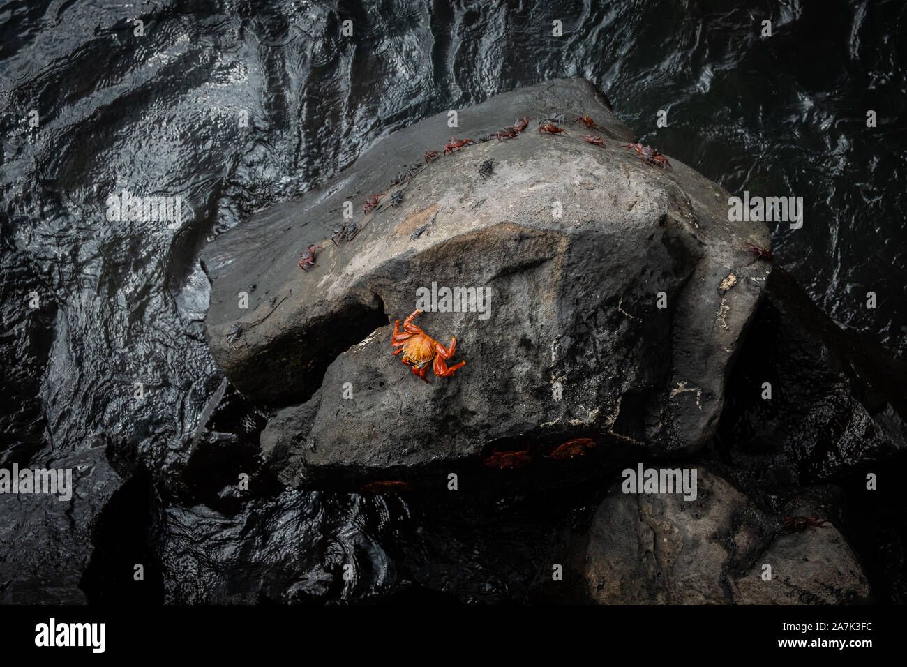 Red and blue crabs hi-res stock photography and images - Alamy