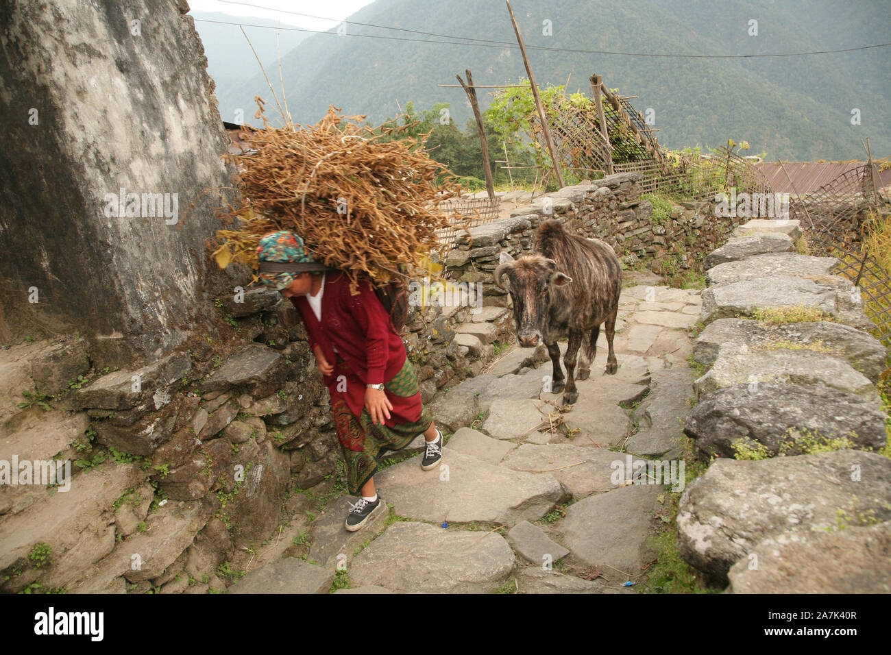 Sikles nepal hi-res stock photography and images - Alamy