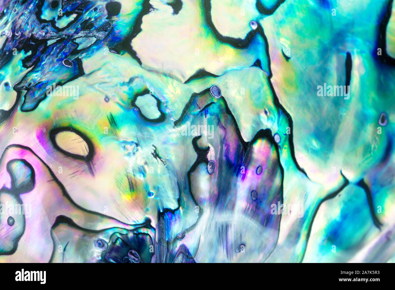 Close up multicolour texture background of paua shell, haliotis iris or Abalone shell Stock ...