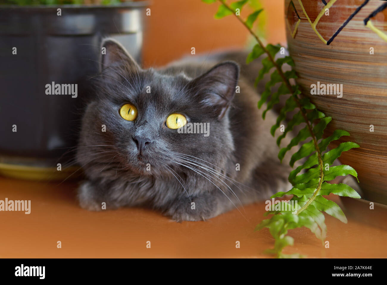 Nebelung hi-res stock photography and images - Alamy