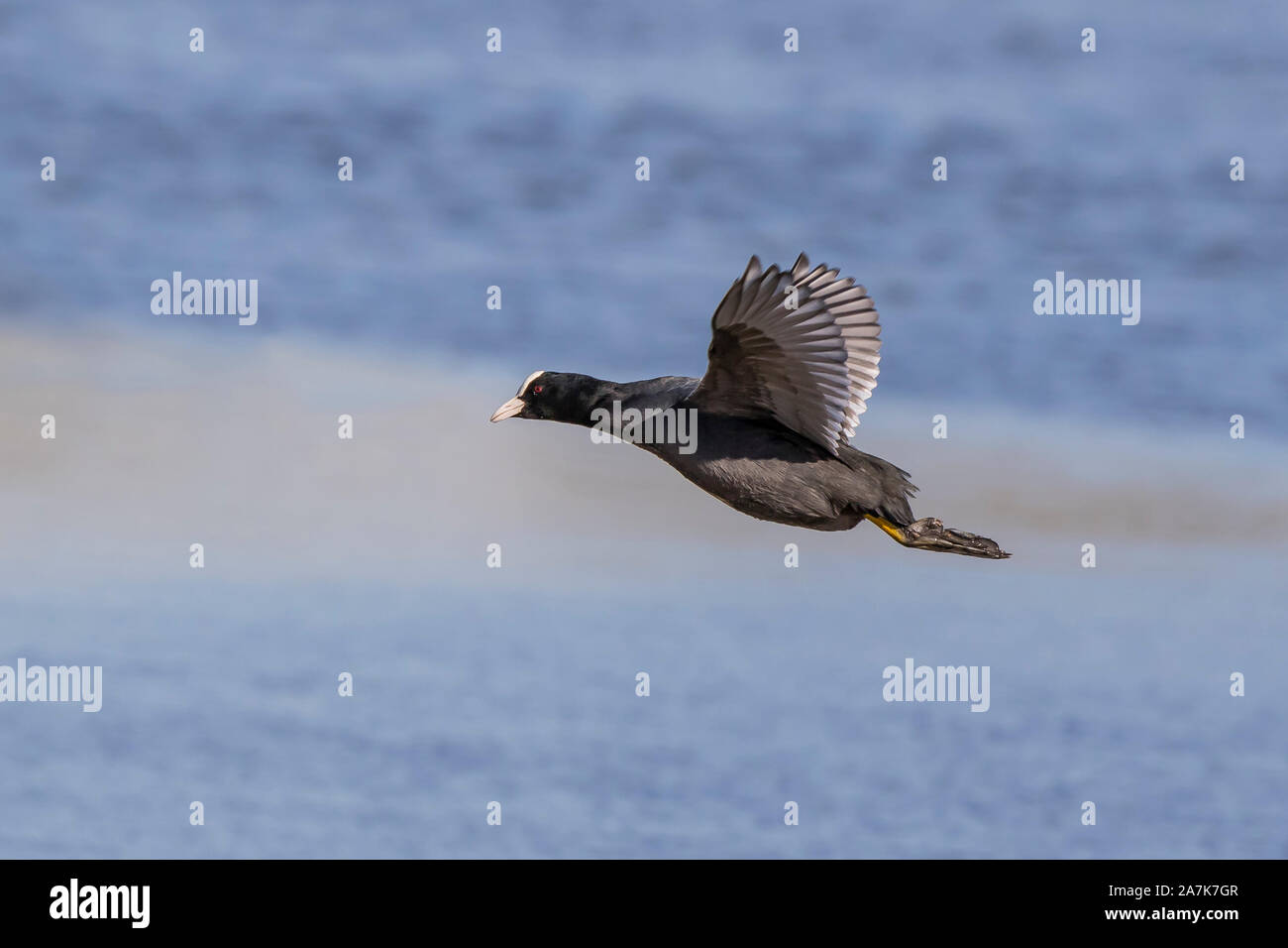 Coot fulica atra in flight hi-res stock photography and images - Alamy