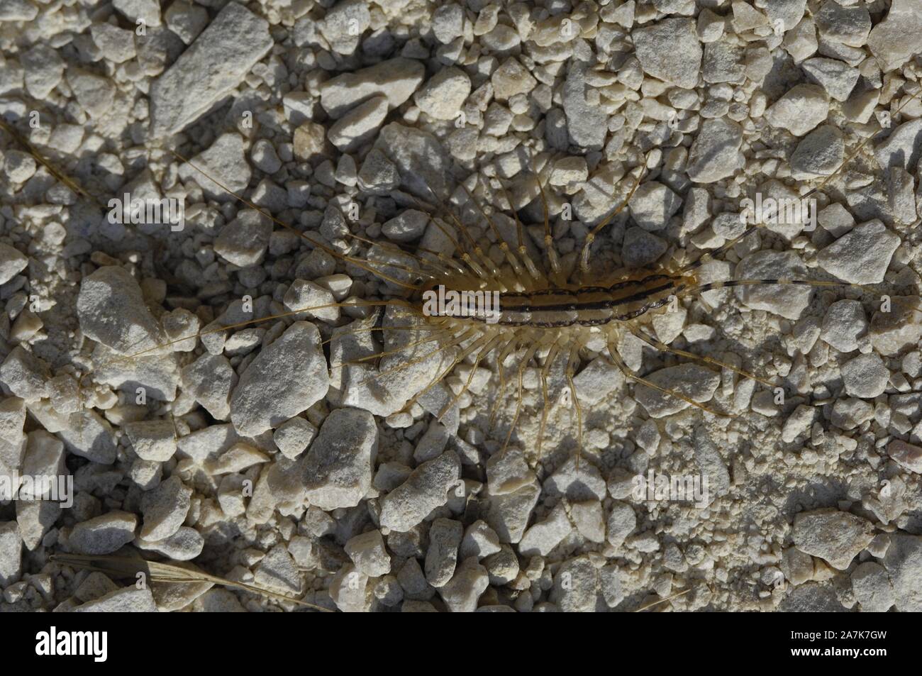 Common House Centipede (Scutigera coleoptrata) yellowish-grey centipede ...
