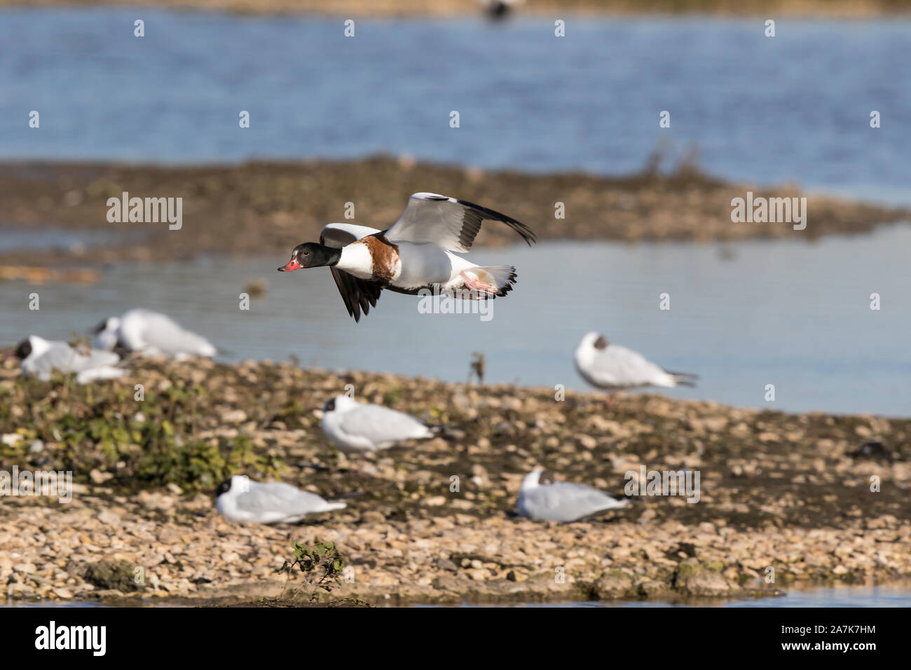 Flying shelducks hi-res stock photography and images - Alamy