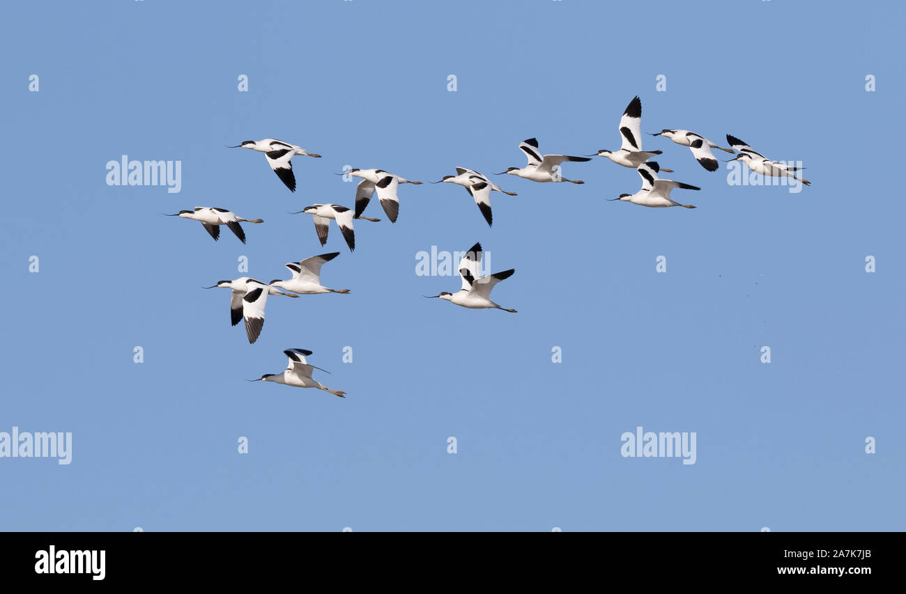 Flock of wild, UK avocets (Recurvirostra avosetta) in flight, flying ...