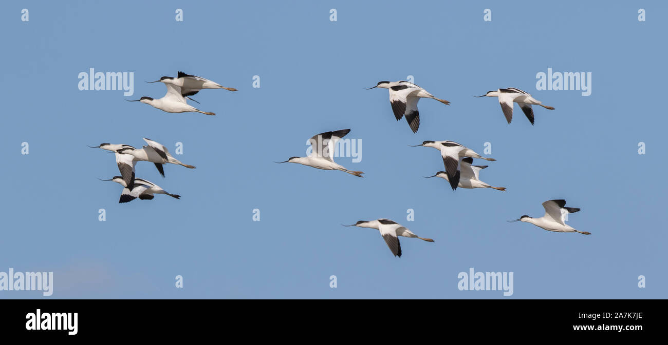 Uk wading birds in flight hi-res stock photography and images - Alamy