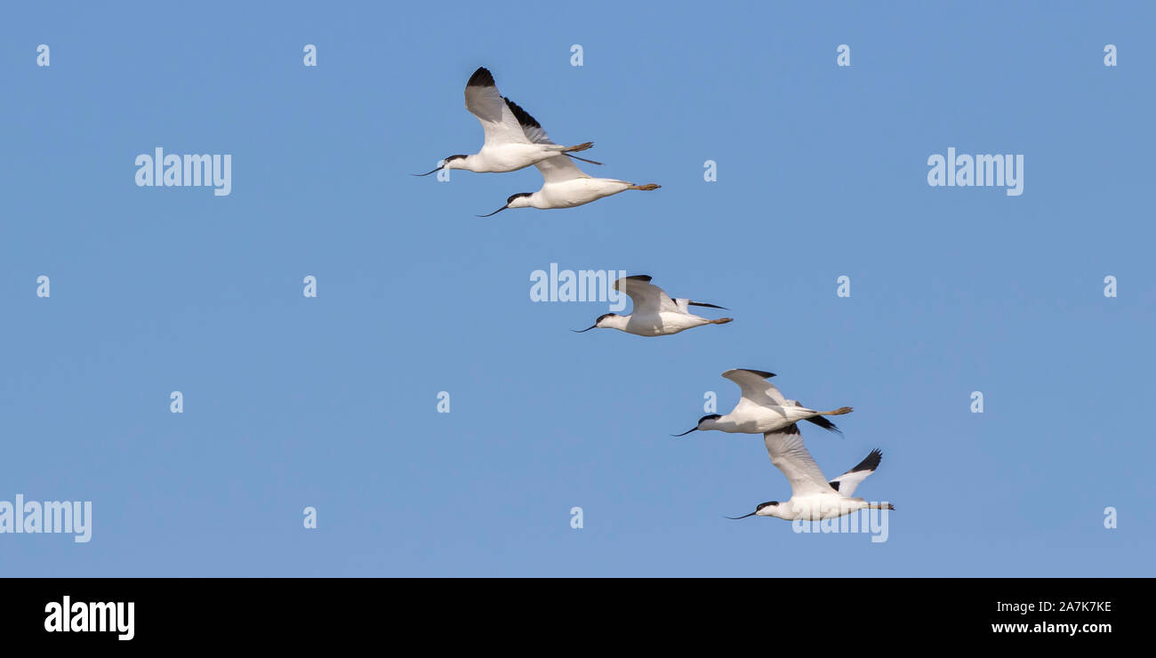 Flock of wild, UK avocets (Recurvirostra avosetta) in flight, flying ...