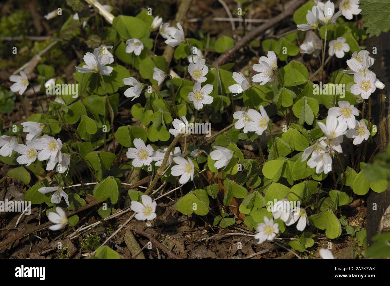 Common Wood sorrel - Shamrock (Oxalis acetosella) flowering at spring ...