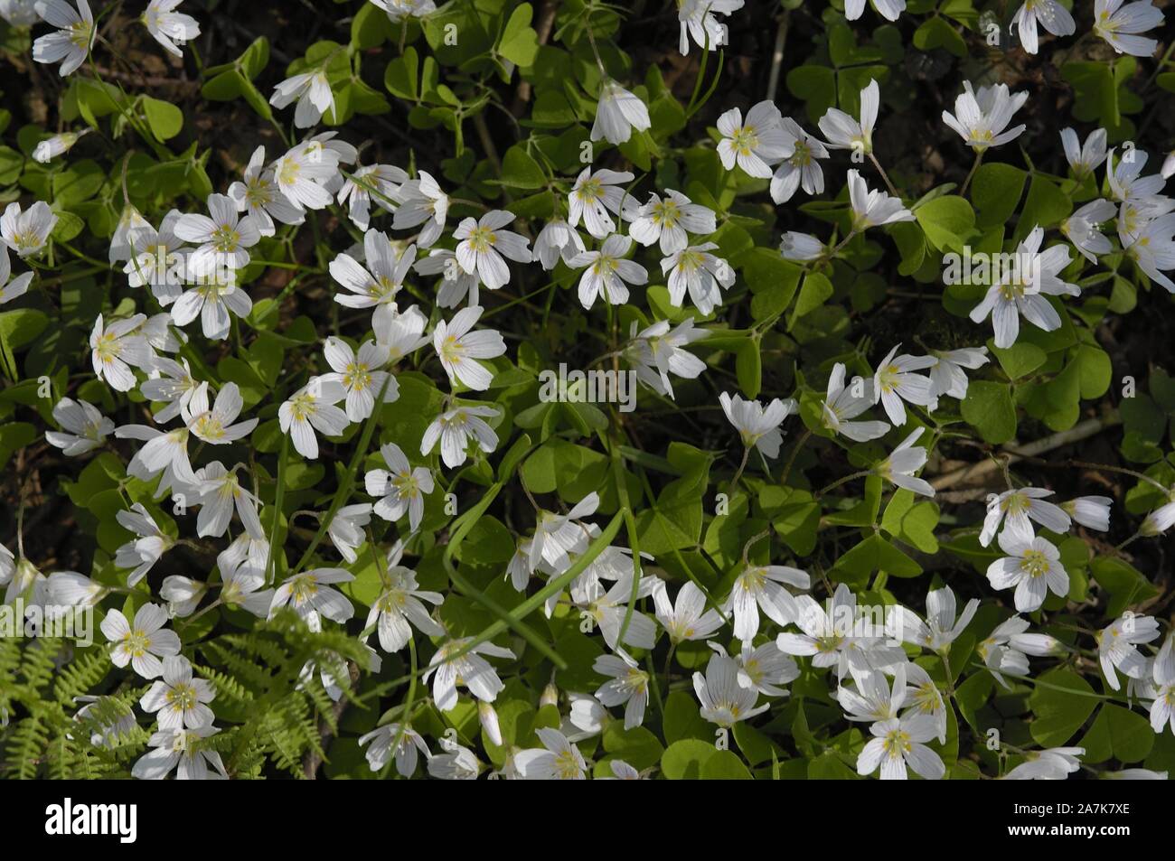 Common Wood sorrel - Shamrock (Oxalis acetosella) flowering at spring ...