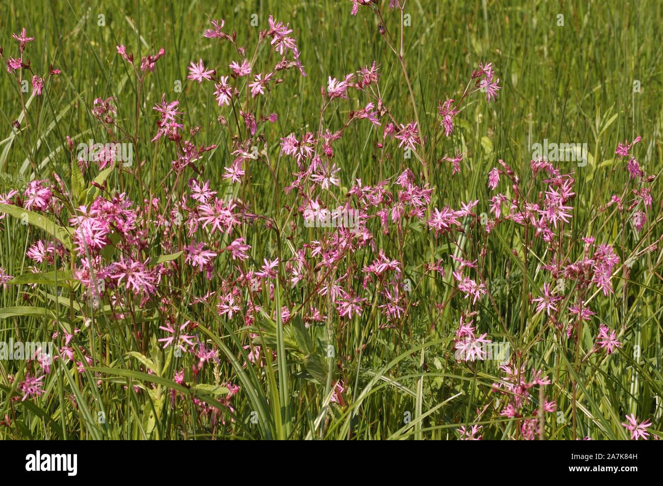 Ragged-robin (Lychnis flos-cuculi - Silene Flos-cuculi) flowering in ...