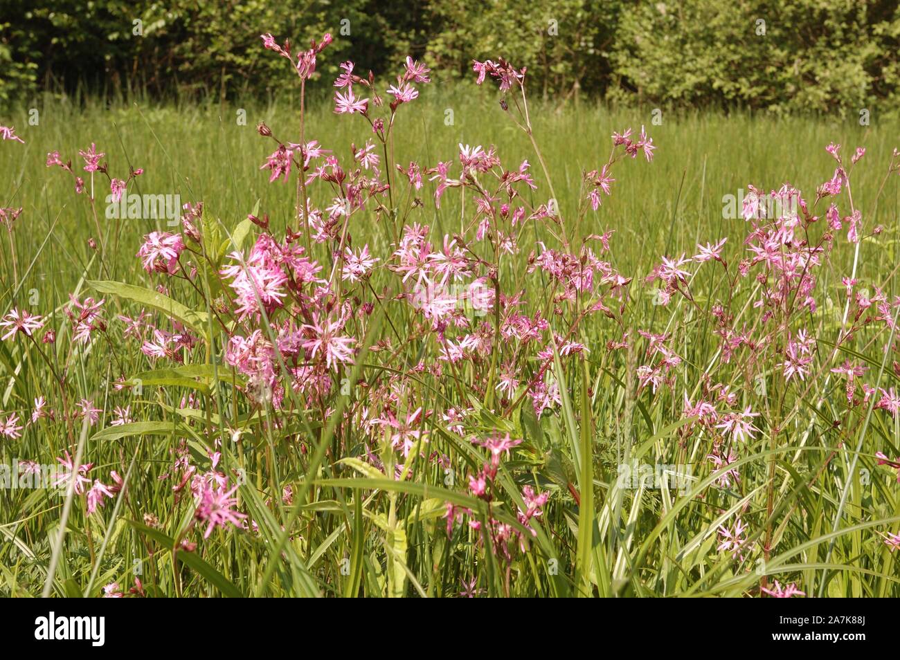 Ragged-robin (Lychnis flos-cuculi - Silene Flos-cuculi) flowering in ...