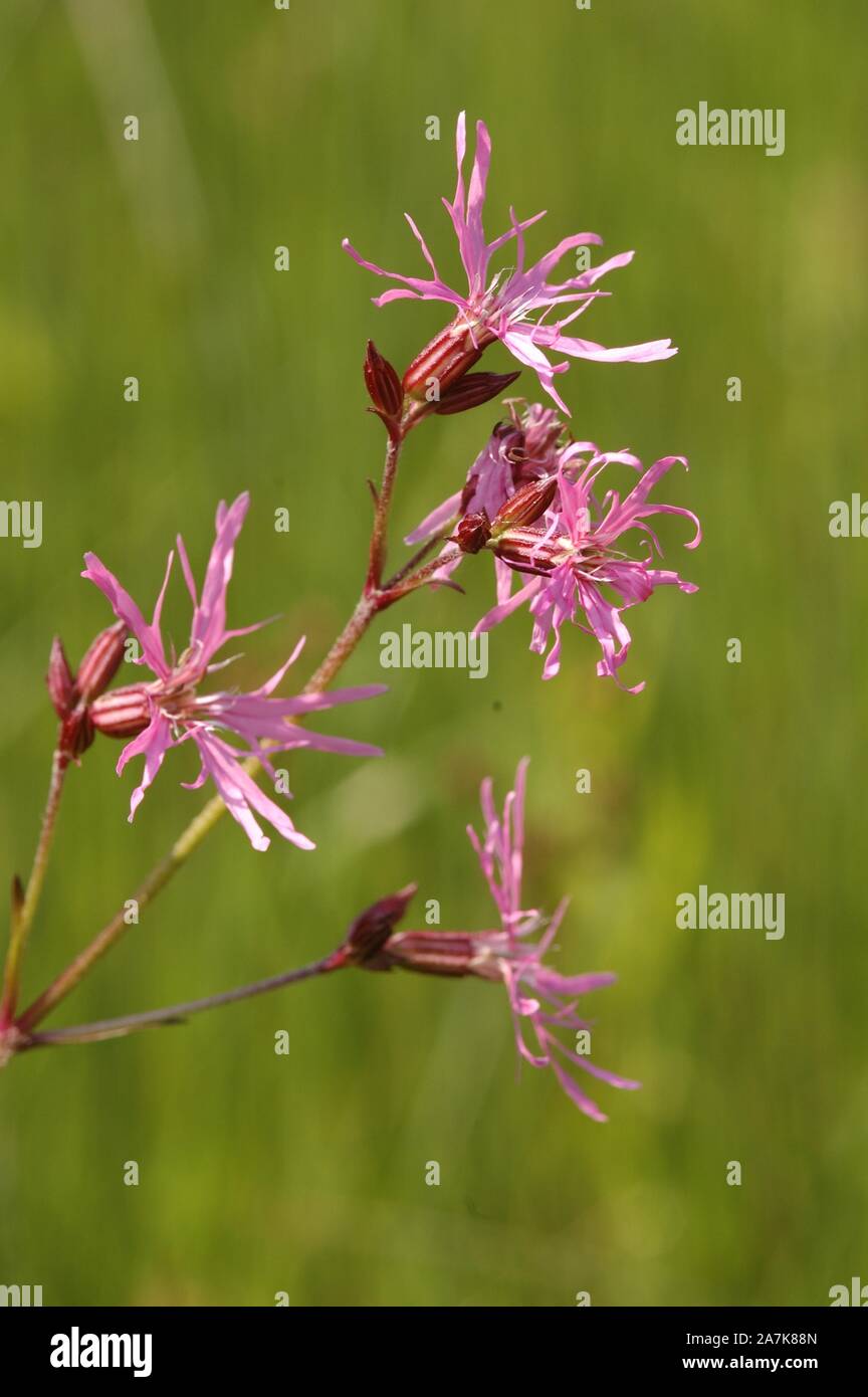 Ragged-robin (Lychnis flos-cuculi - Silene Flos-cuculi) flowering in ...