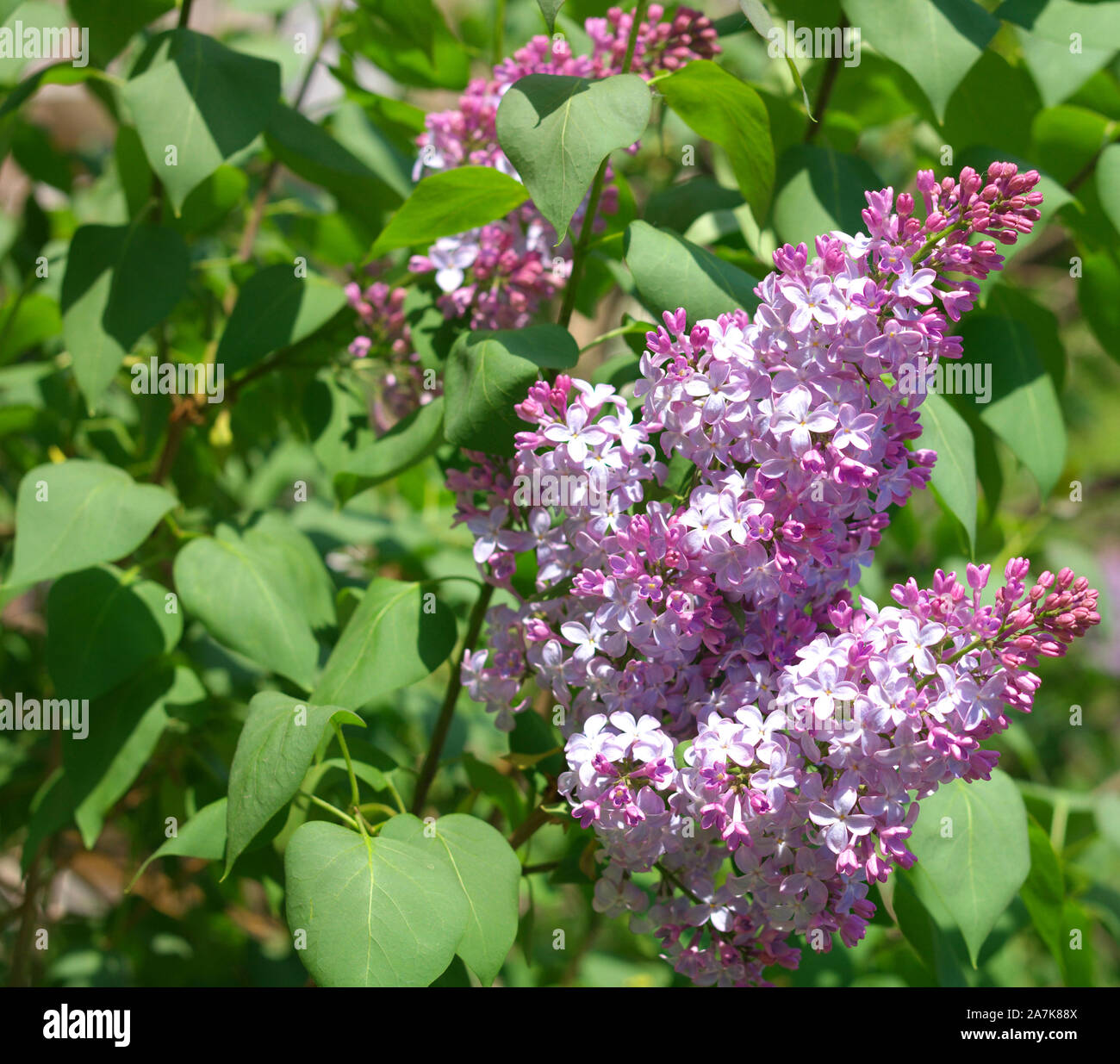 Lilac at Spring Stock Photo - Alamy