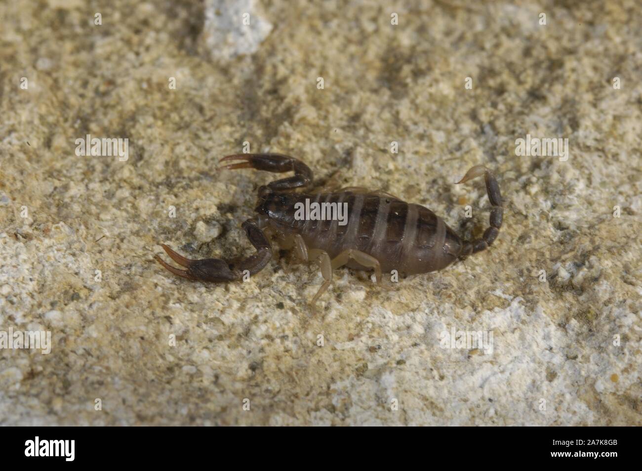 European yellow-tailed scorpion (Euscorpius flavicaudis) on a rock in ...