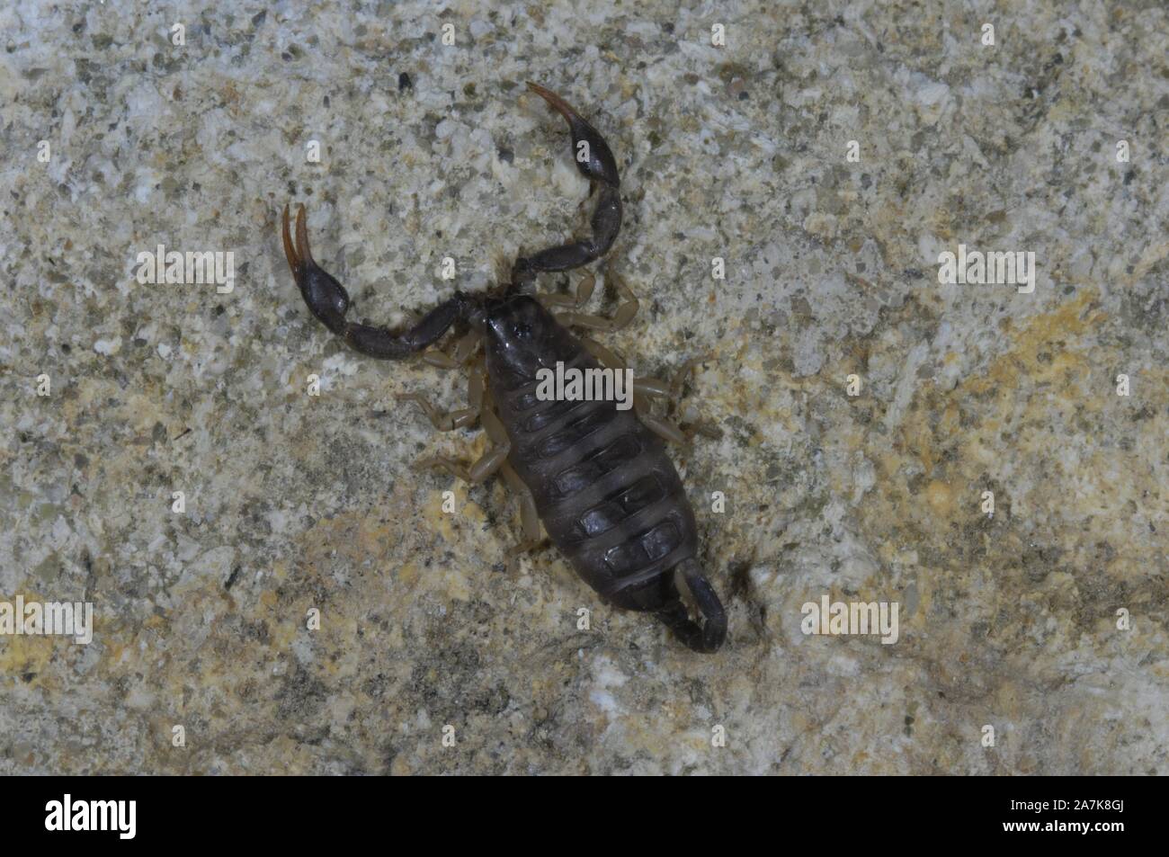European yellow-tailed scorpion (Euscorpius flavicaudis) on a rock in ...