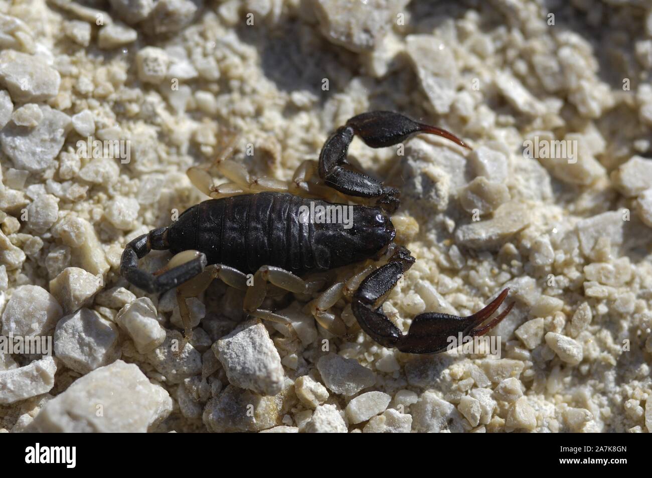 European yellow-tailed scorpion (Euscorpius flavicaudis) on a gravel ...