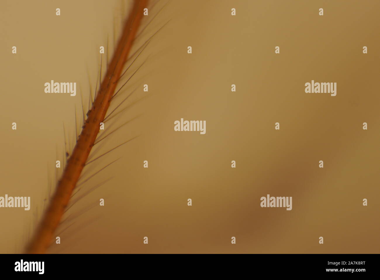 Spider leg hi-res stock photography and images - Alamy