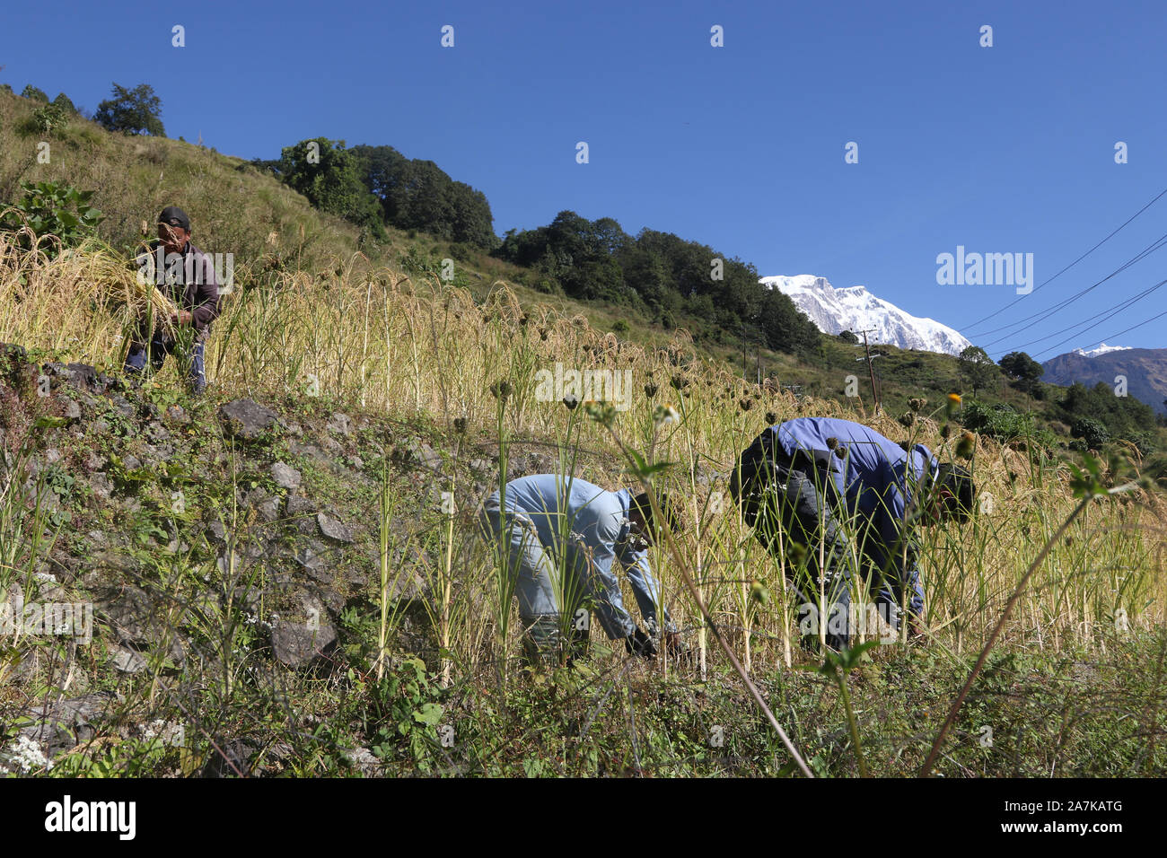 Workers in a filed of Millet gather harvest, Sikles, Annapurna region ...